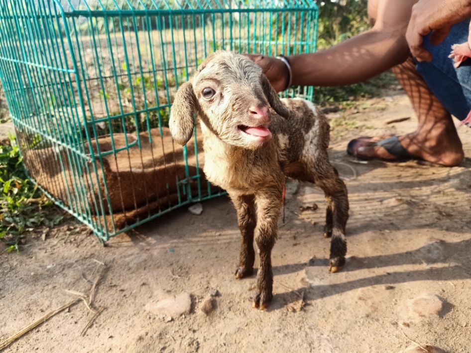 Gallery – Organic Food – Farming | TONA