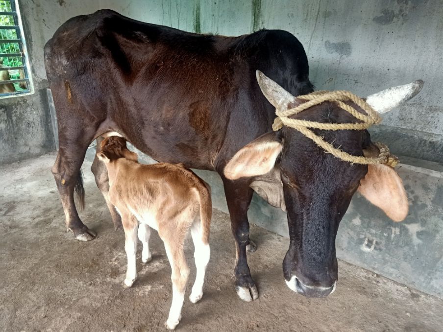 Gallery – Organic Food – Farming | TONA