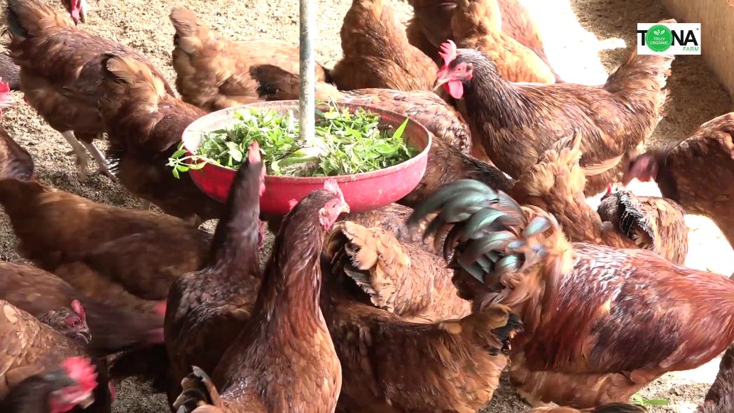 Gallery – Organic Food – Farming | TONA