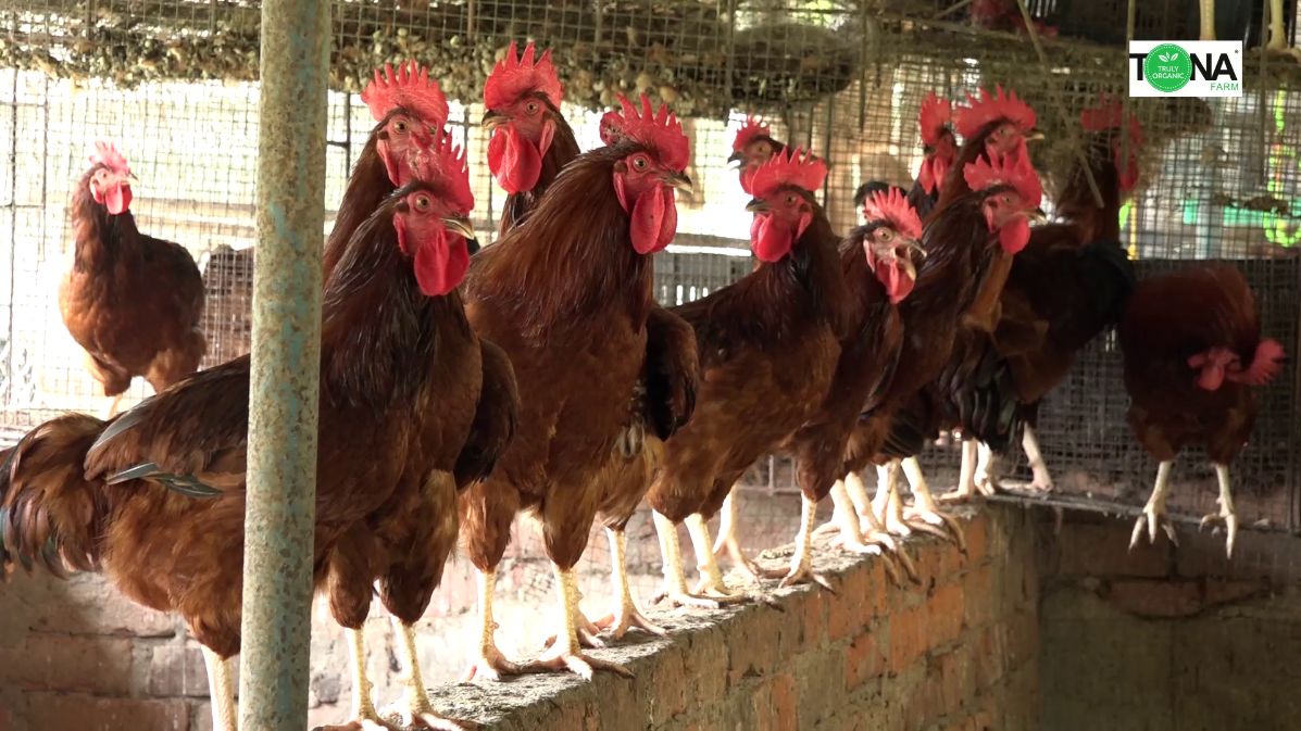 Gallery – Organic Food – Farming | TONA