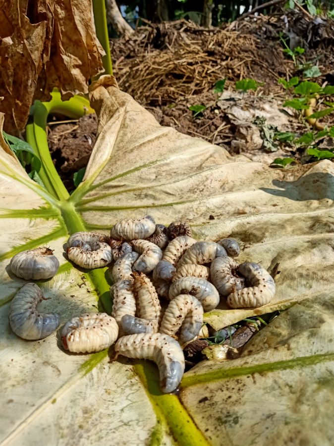 Gallery – Organic Food – Farming | TONA